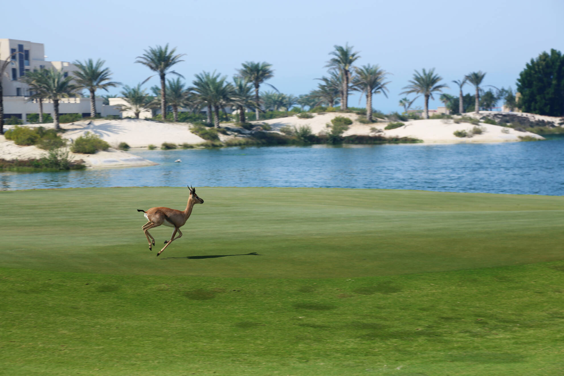 Saadiyat Beach Golf Club retains Certified Audubon Sanctuary Award